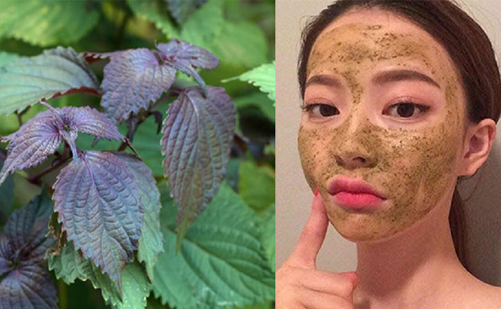 11 Công Thức Làm Mặt Nạ Tía Tô Trị Nám Cho Hiệu Quả Cao