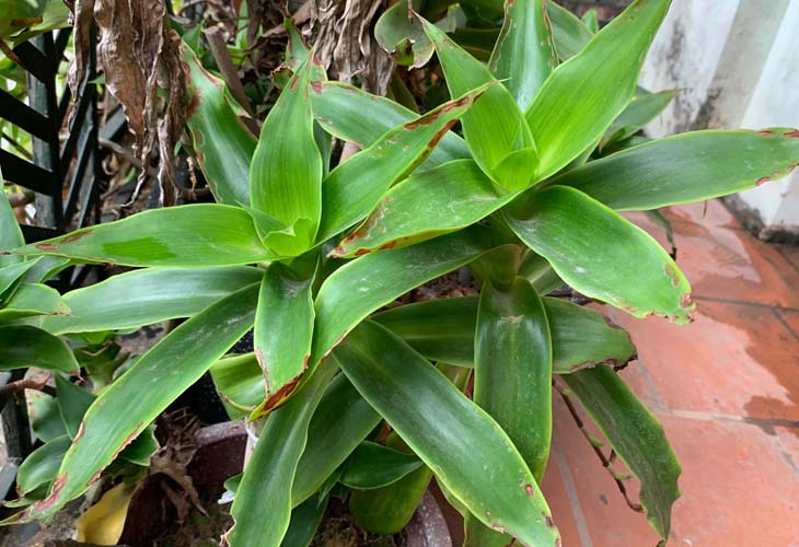 Cây Lược Vàng: Đặc Điểm, Công Dụng Và Cách Dùng