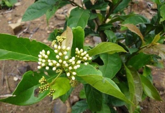Cây Xạ Đen: Đặc Điểm, Các Loại Và Cách Dùng Hiệu Quả
