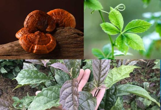 Cây Xạ Đen: Đặc Điểm, Các Loại Và Cách Dùng Hiệu Quả