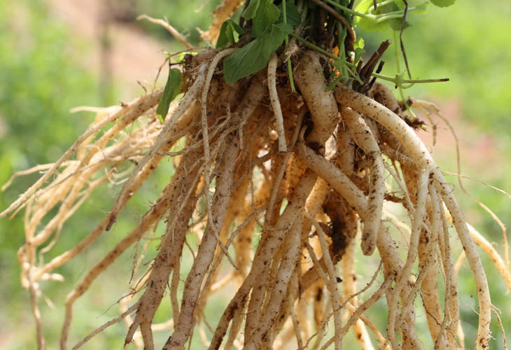 Đẳng Sâm Có Tác Dụng Gì? Cách Sử Dụng Hiệu Quả