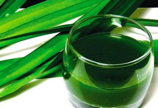 Lá Dứa: Đặc Điểm, Công Dụng Và Các Bài Thuốc Chữa Bệnh